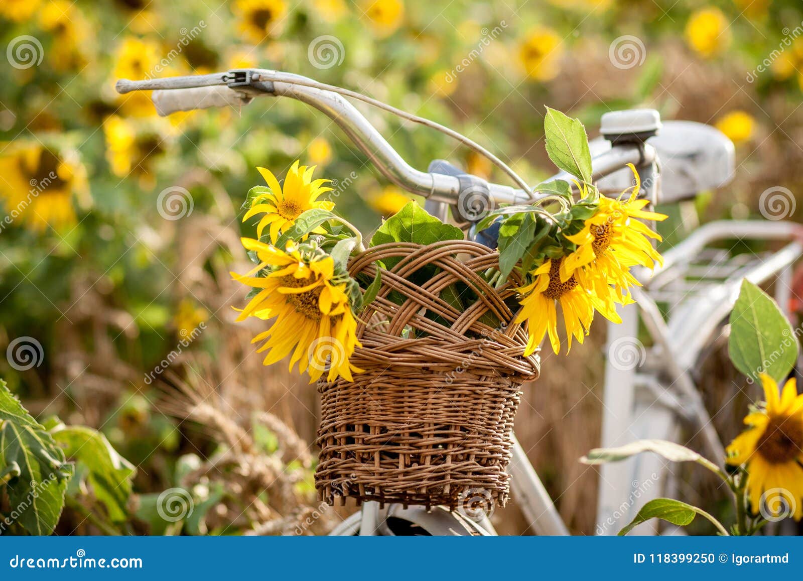 Bicycle with sunflowers stock photo. Image of natural - 118399250