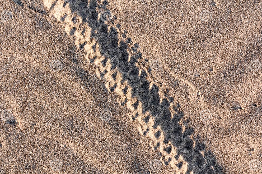 Bicycle Tracks on a Sand in Summer Stock Image - Image of dirt, sand ...