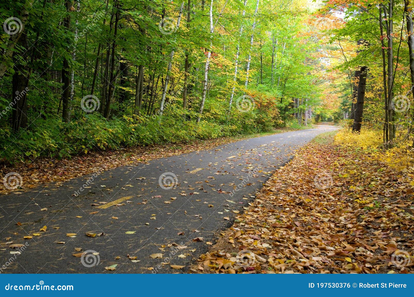 Bicycle Trail in the Forest during Fall Season Stock Photo - Image of ...