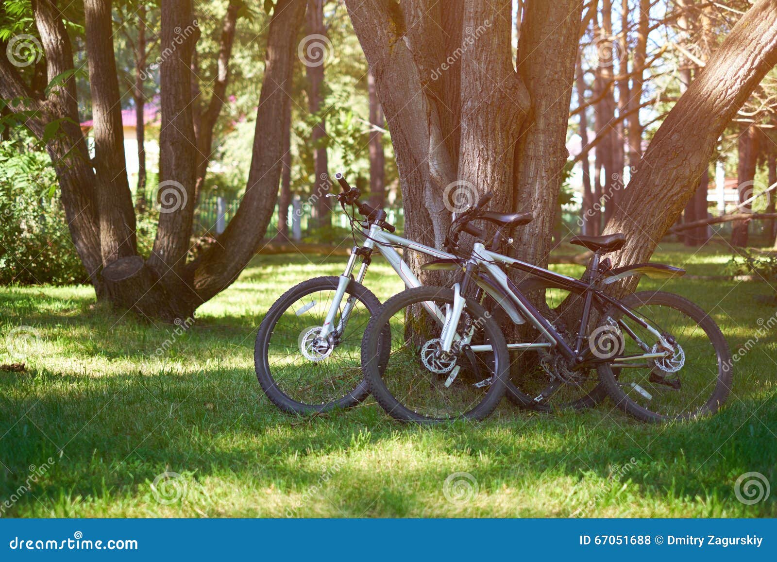 Bicycles in spring forest stock photo. Image of freedom - 67051688