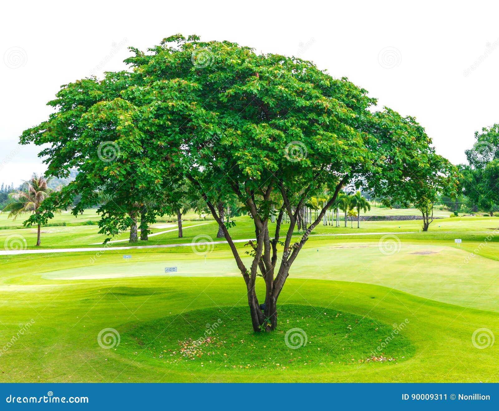 Bid tree in golf course stock image. Image of game, club - 90009311