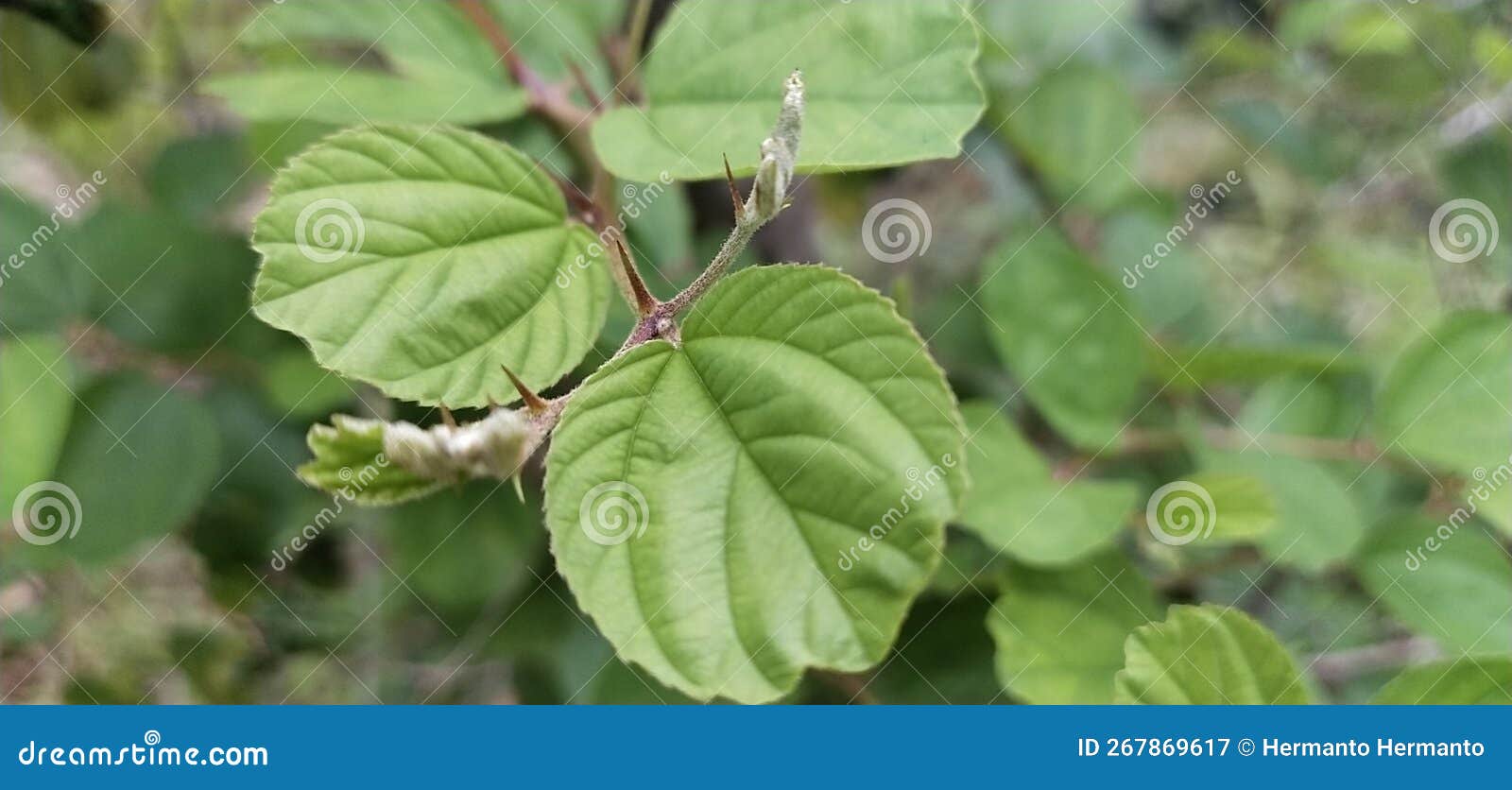 Bidara Leaf Or Bidara Tree Or Arabic Bidara Seeds Or With The Latin ...
