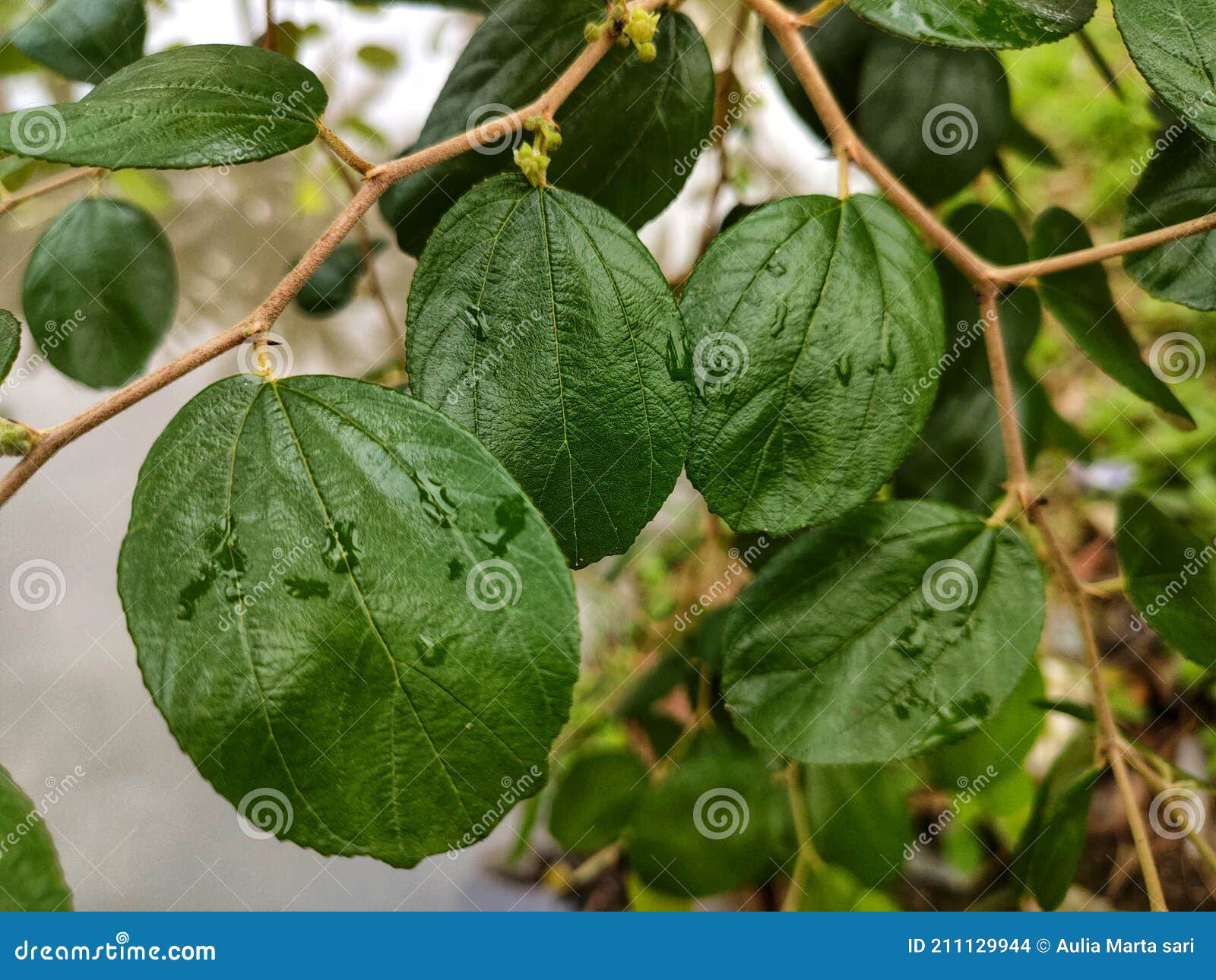 Bidara Leaf Or Bidara Tree Or Arabic Bidara Seeds Or With The Latin ...