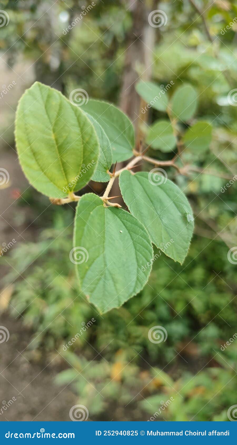 Bidara Leaf Or Bidara Tree Or Arabic Bidara Seeds Or With The Latin ...