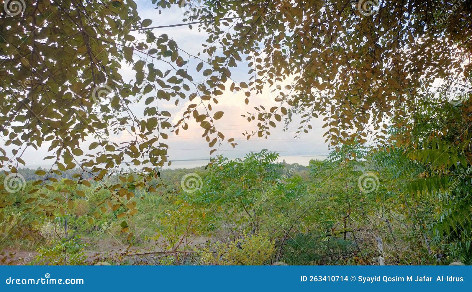 Bidara Leaf Or Bidara Tree Or Arabic Bidara Seeds Or With The Latin ...