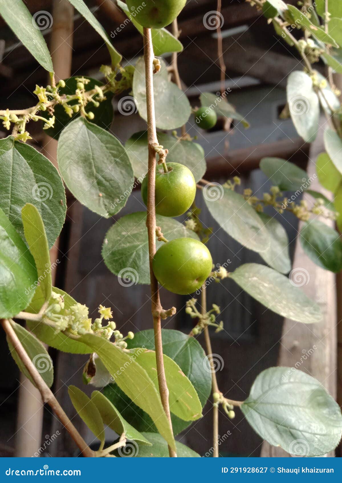 Bidara Tree Nursery From Bidara Fruit Seeds Royalty-Free Stock Image ...
