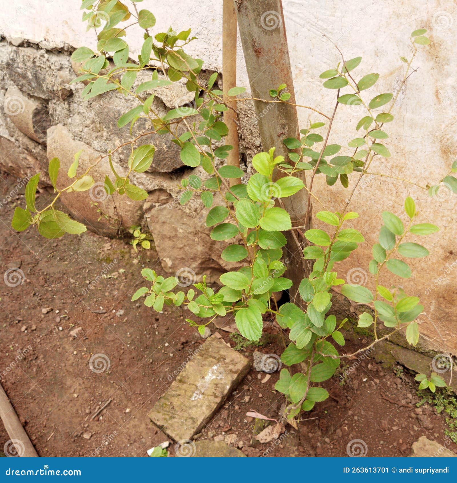 Bidara tree stock image. Image of plant, produce, yard - 263613701