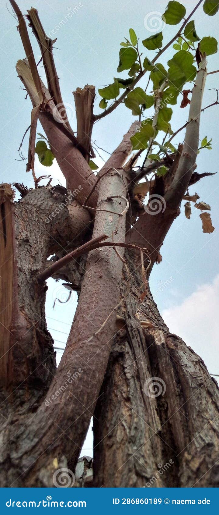 Bidara tree stock image. Image of tree, bidara - 286860189