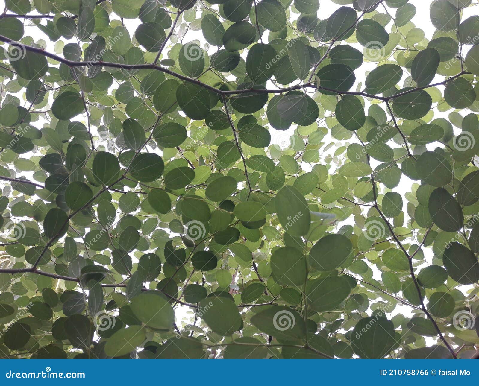 Bidara Tree and Leaf Walpaper Plant Stock Photo - Image of leaf, plant ...