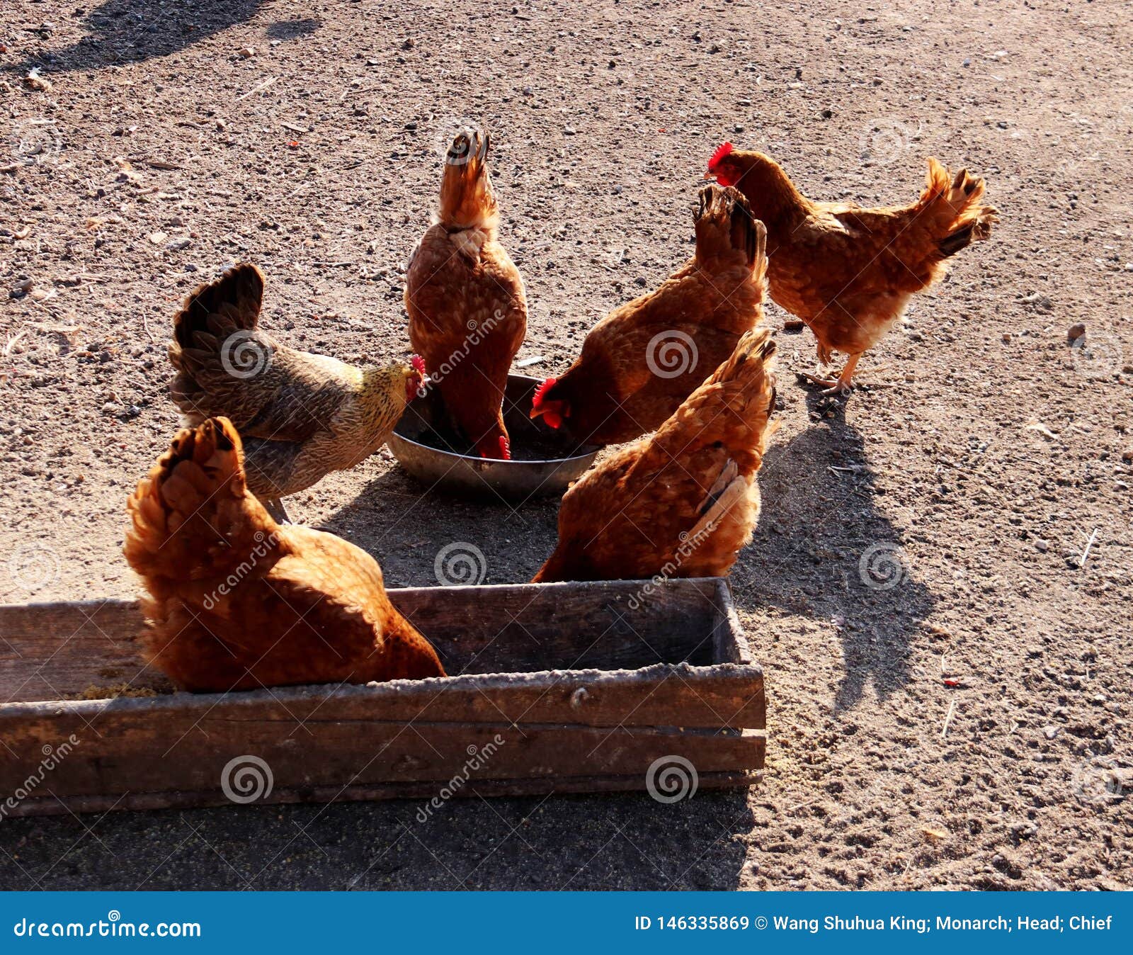 Biddy; hen stock image. Image of northern, dogs, land - 146335869