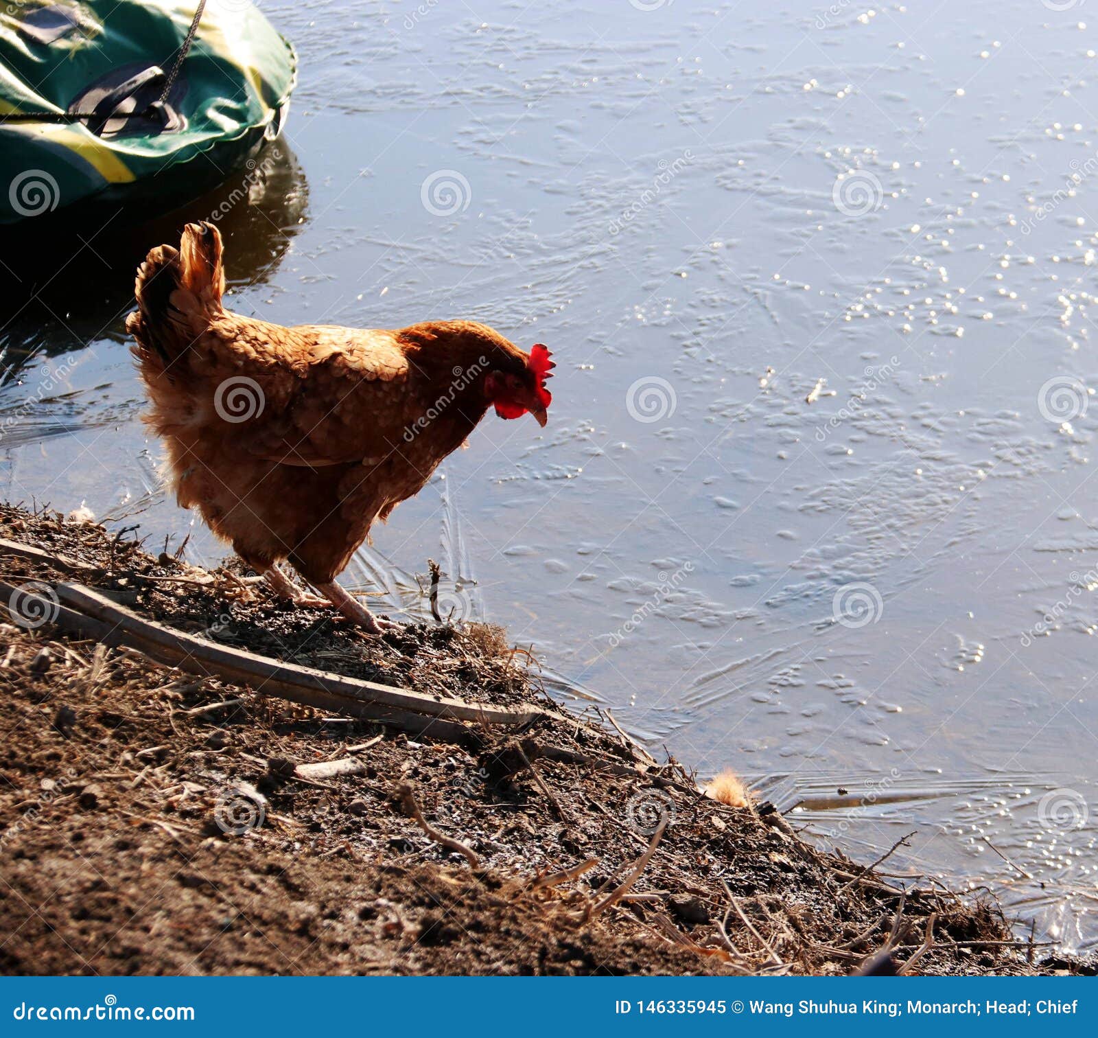 Biddy; hen stock image. Image of photographed, northern - 146335945