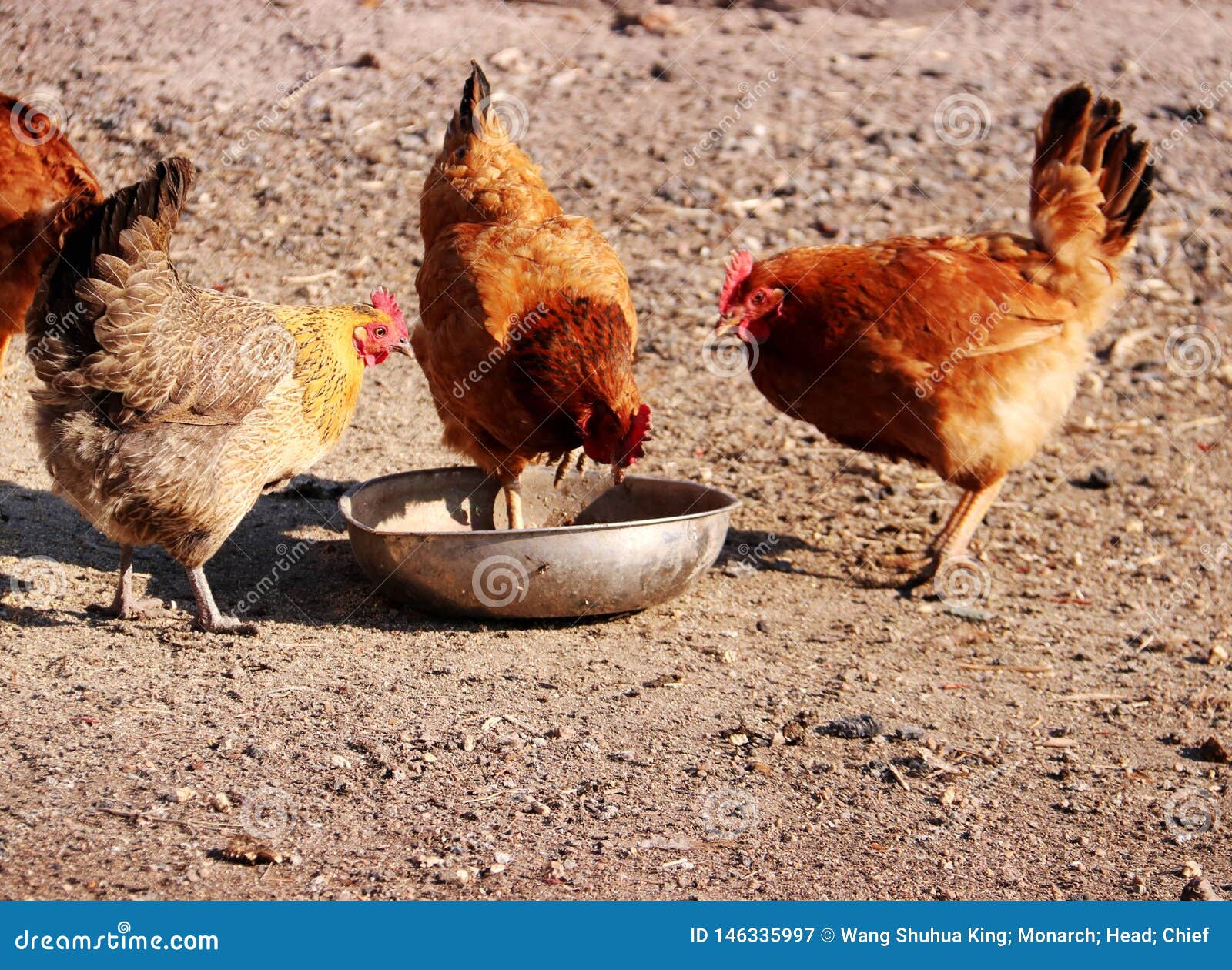 Biddy; hen stock image. Image of surname, duck, glacier - 146335997
