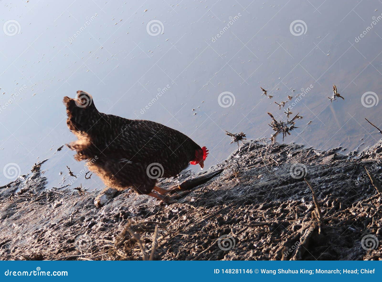 Biddy; hen stock photo. Image of beautiful, glacier - 148281146