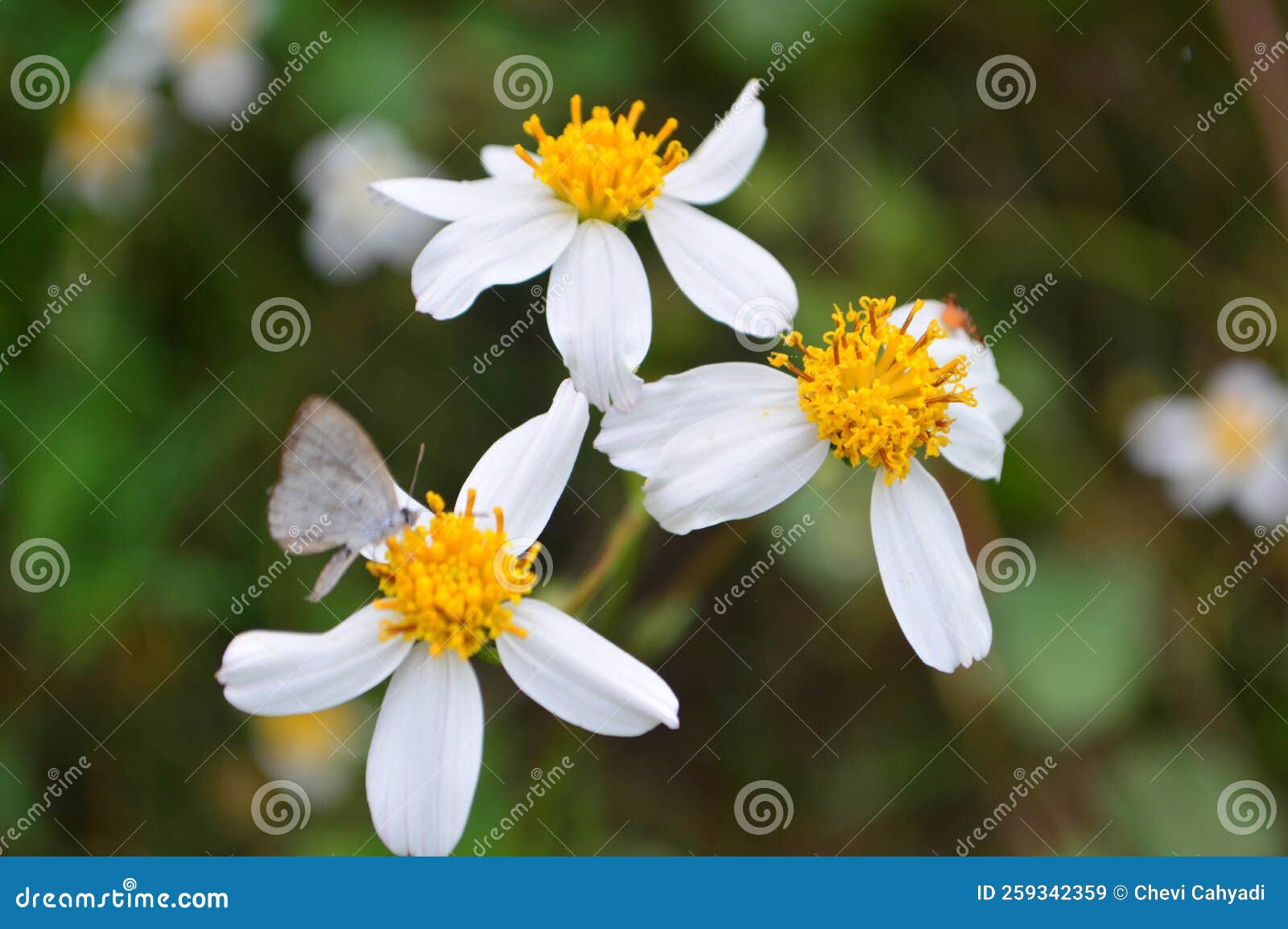 Bidens alba flower stock image. Image of tropical, botany - 259342359