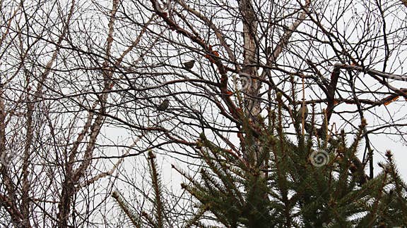 Bids on tree branches stock photo. Image of season, wood - 183375790