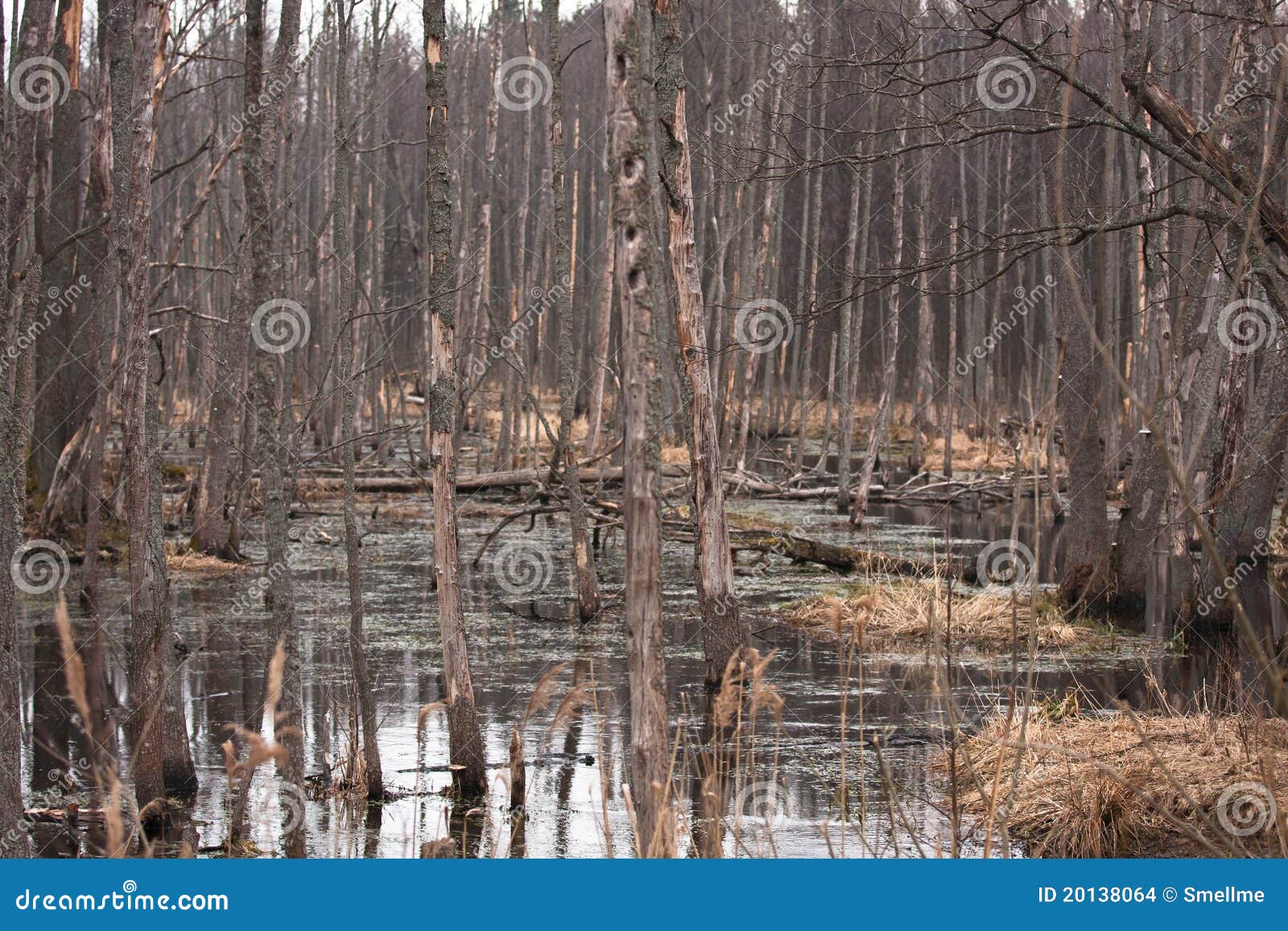 BIEBRZA SWAMPS stock photo. Image of biebrza, spring - 20138064