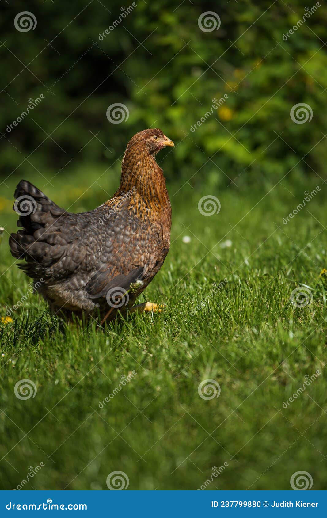 Bielefelder Hen in Nature Background Stock Photo - Image of farmyard ...