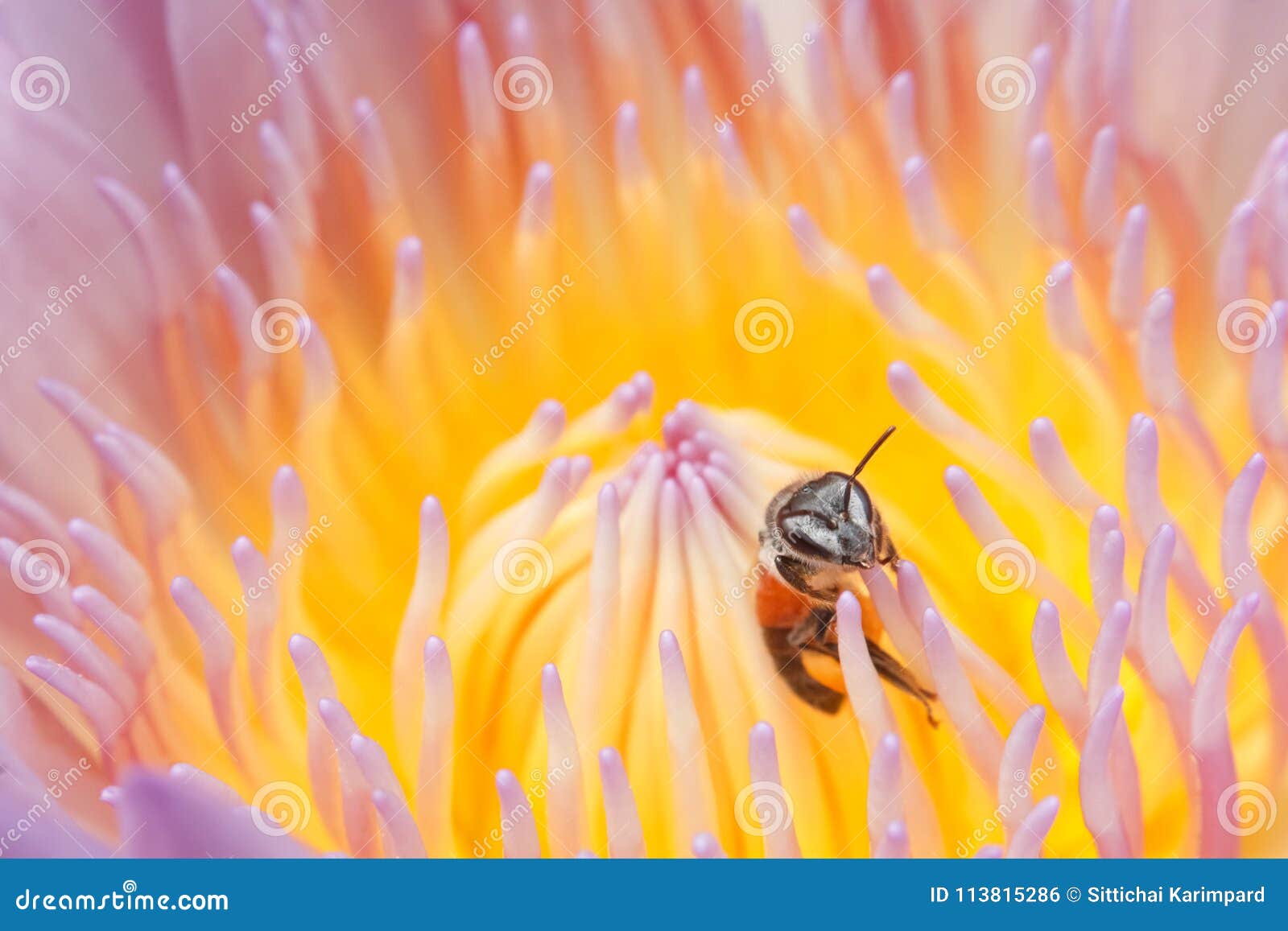 Biene stockfoto. Bild von biene, park, botanisch, frech - 113815286