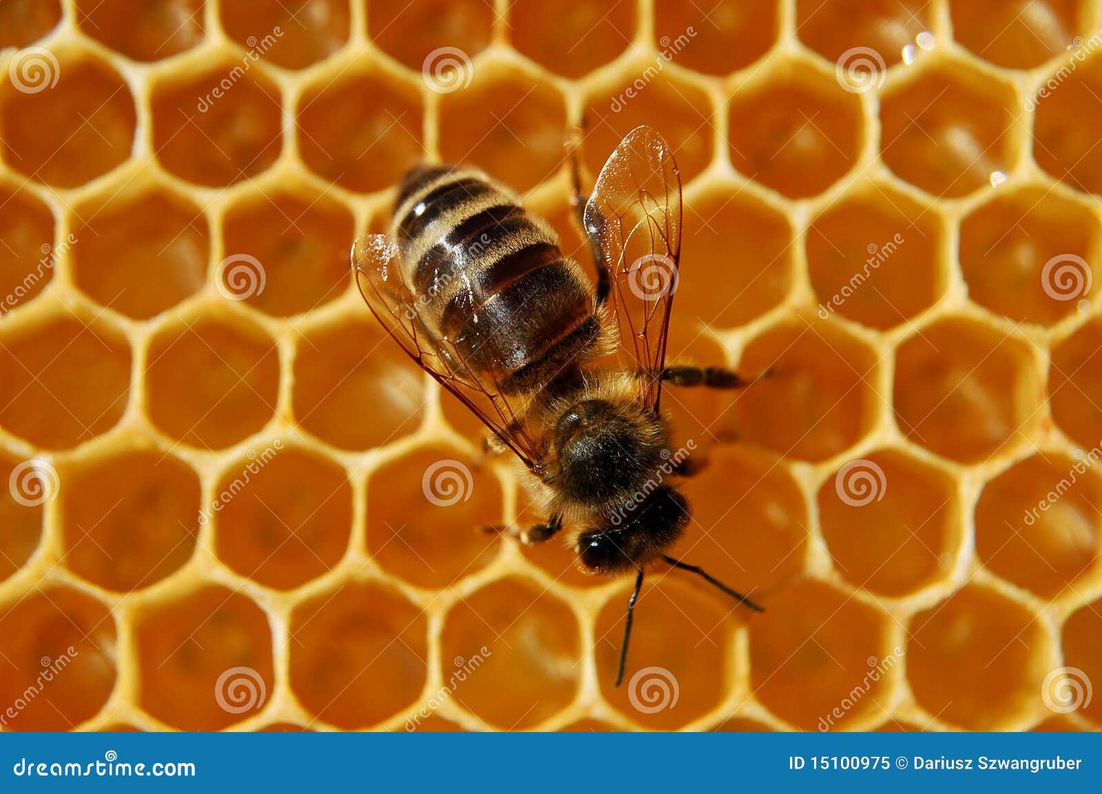Biene auf Bienenwabe stockbild. Bild von feld, empfindlich - 15100975