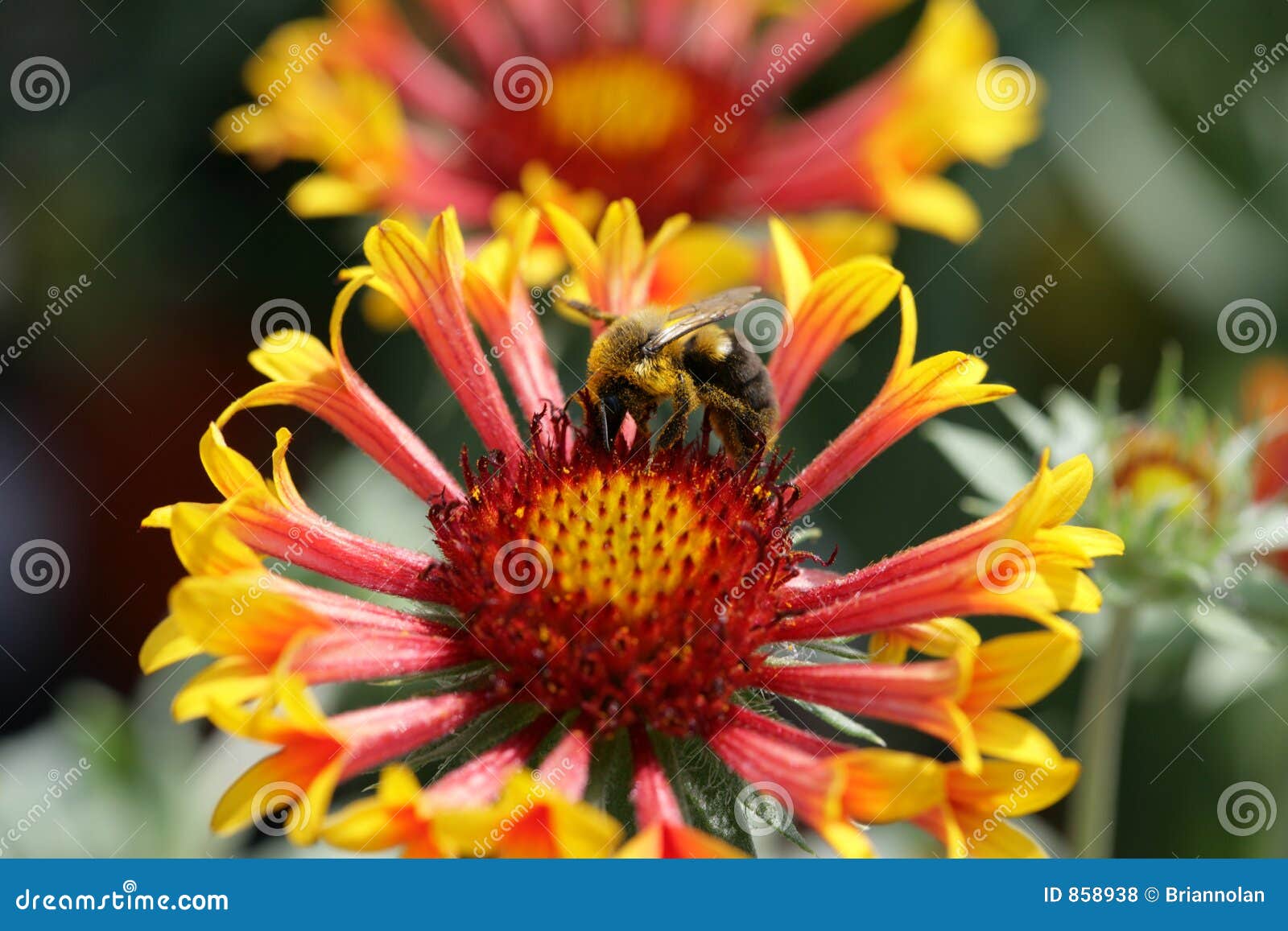 Biene auf Blume 1 stockfoto. Bild von gänseblümchen, blumenblätter - 858938