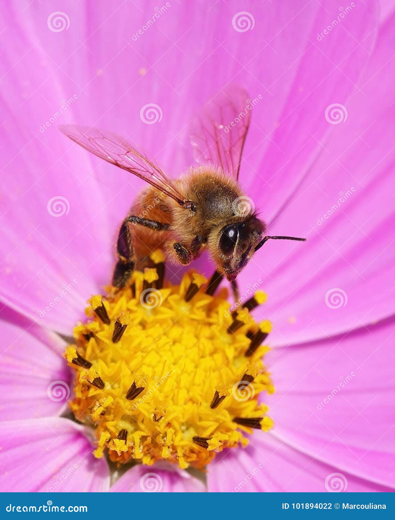 Biene auf Blume stockfoto. Bild von wiese, kosmos, biene - 101894022