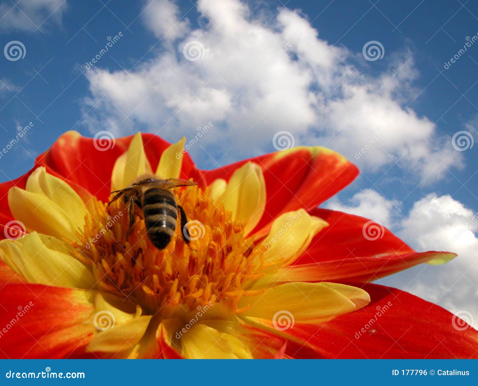 Biene auf Blume stockfoto. Bild von herbst, schön, farbe - 177796