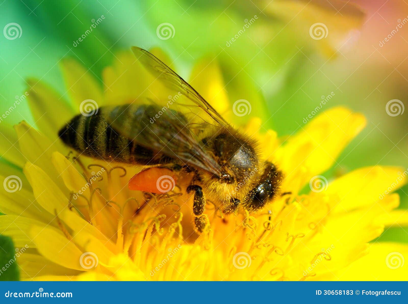 Biene auf Blume stockbild. Bild von tier, stich, nave - 30658183