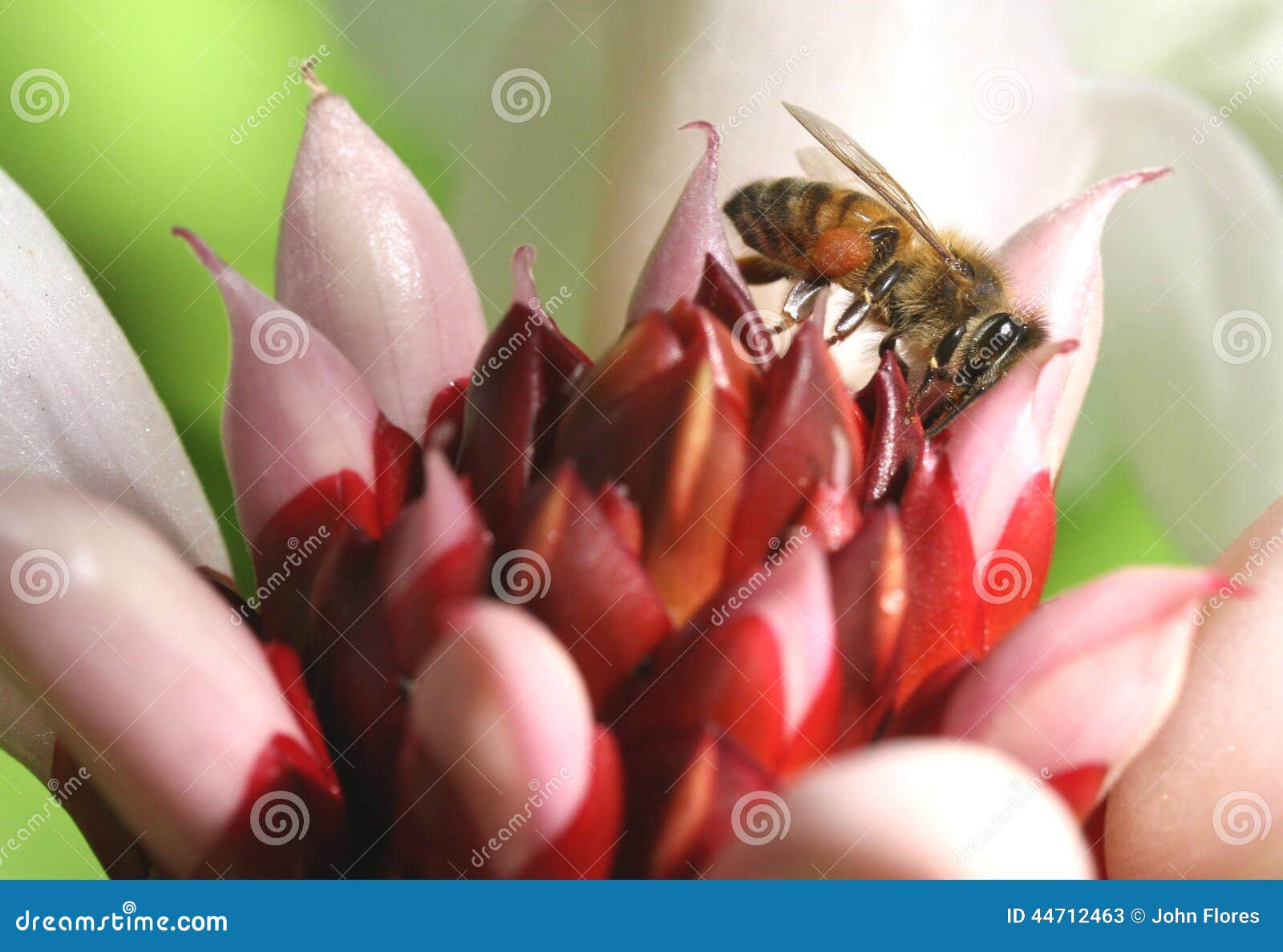 Biene auf Blume stockbild. Bild von makro, blumenblätter - 44712463