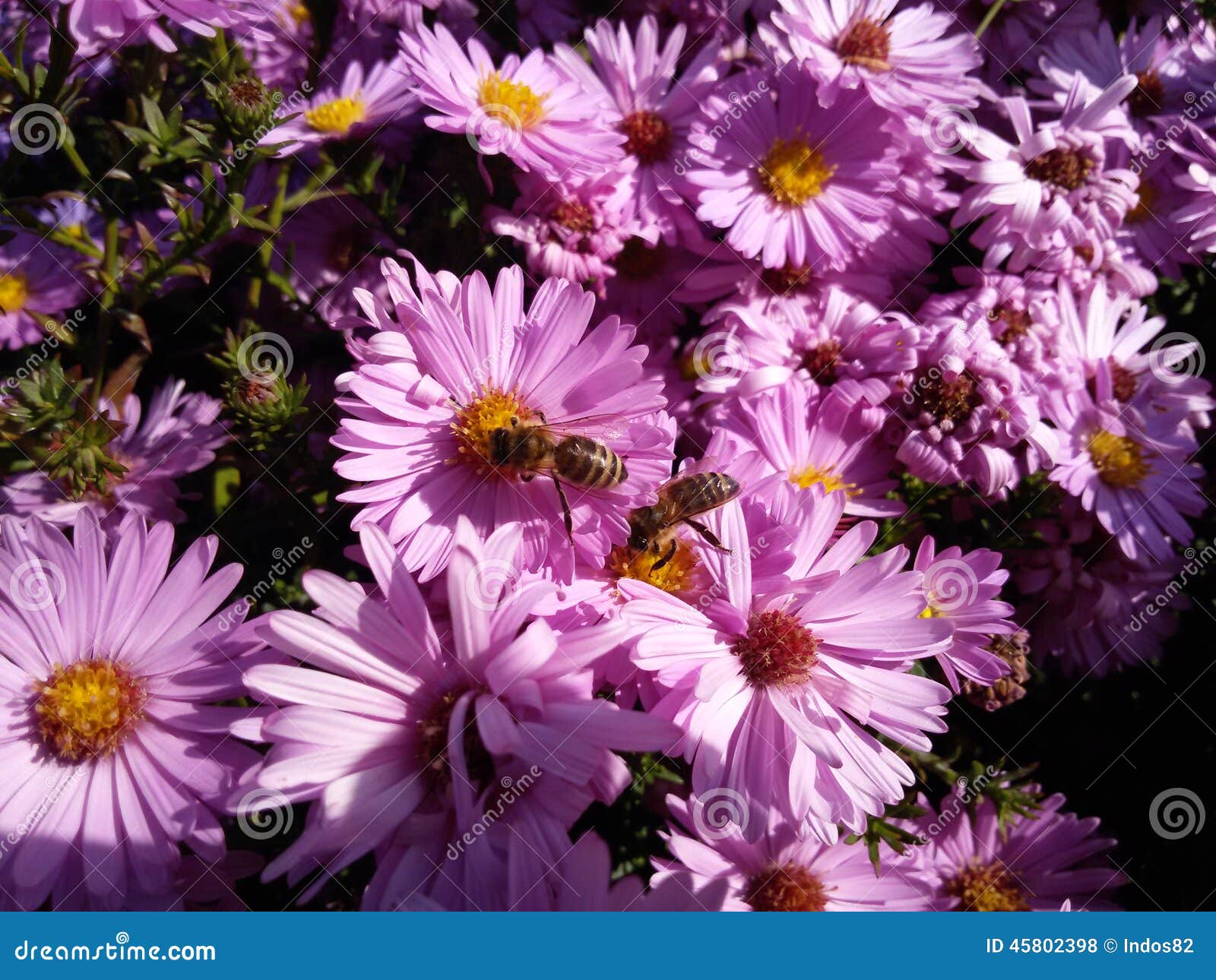 Biene auf Blume stockfoto. Bild von betrieb, besetzt - 45802398