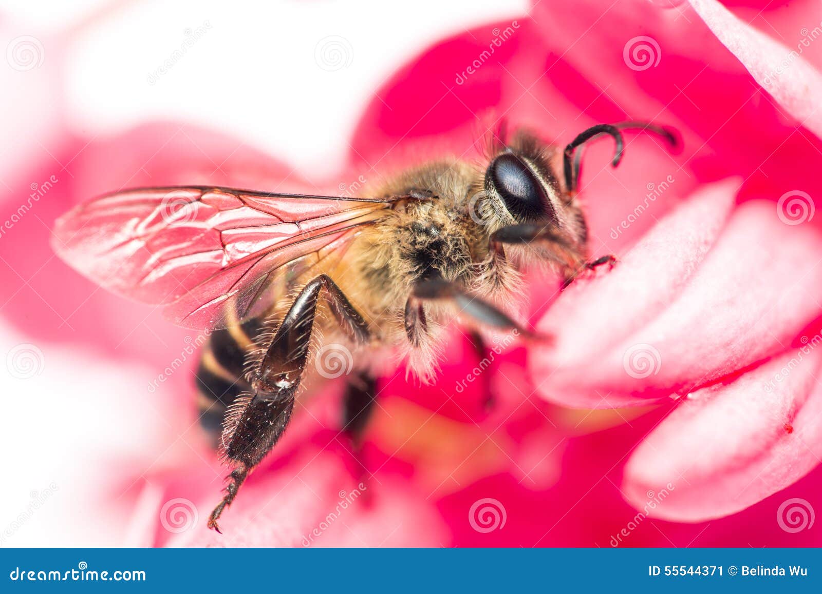 Biene auf Blume stockbild. Bild von stich, makro, blütenstaub - 55544371