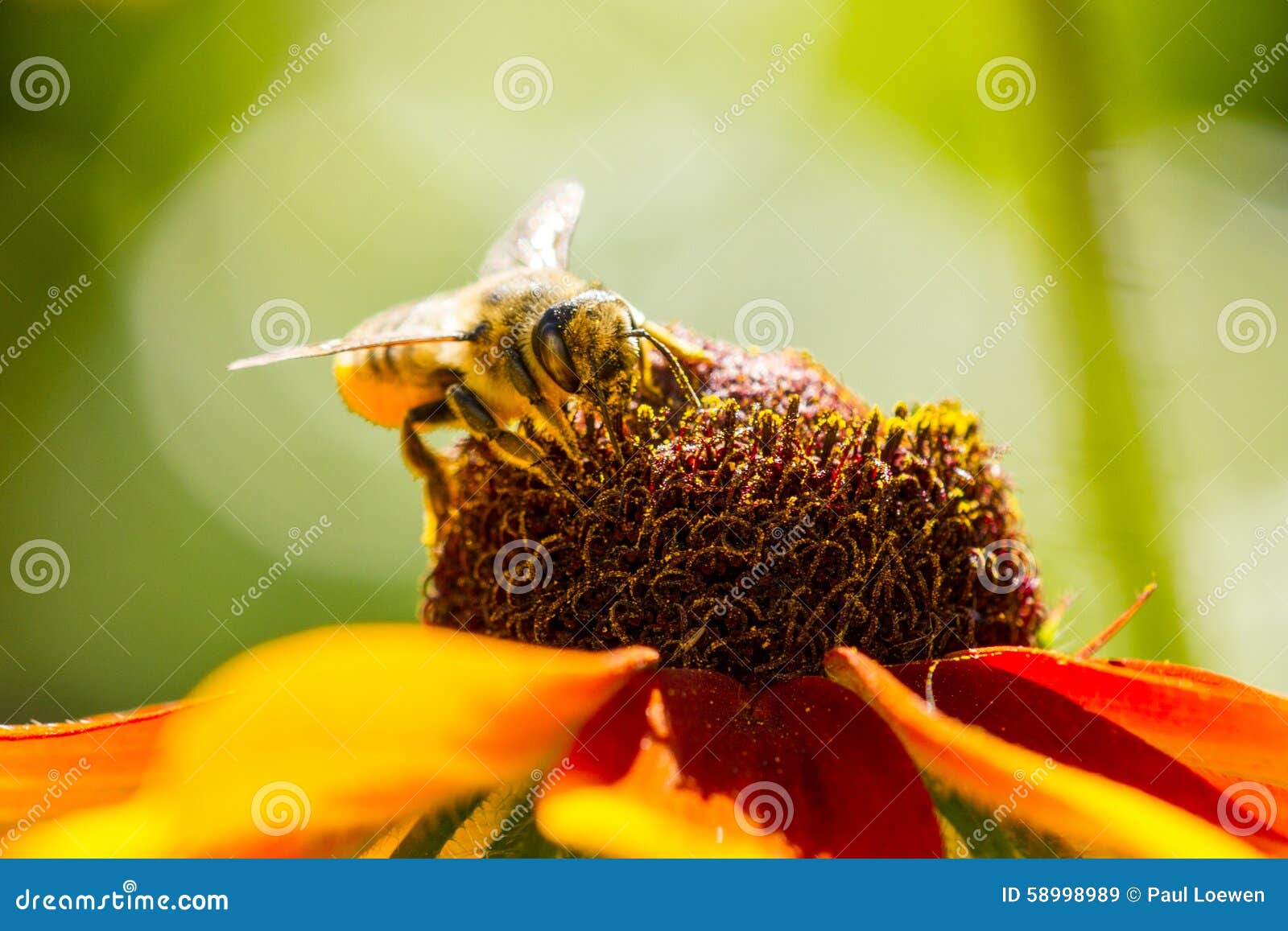 Biene auf Blume stockbild. Bild von blume, grün, montiert - 58998989