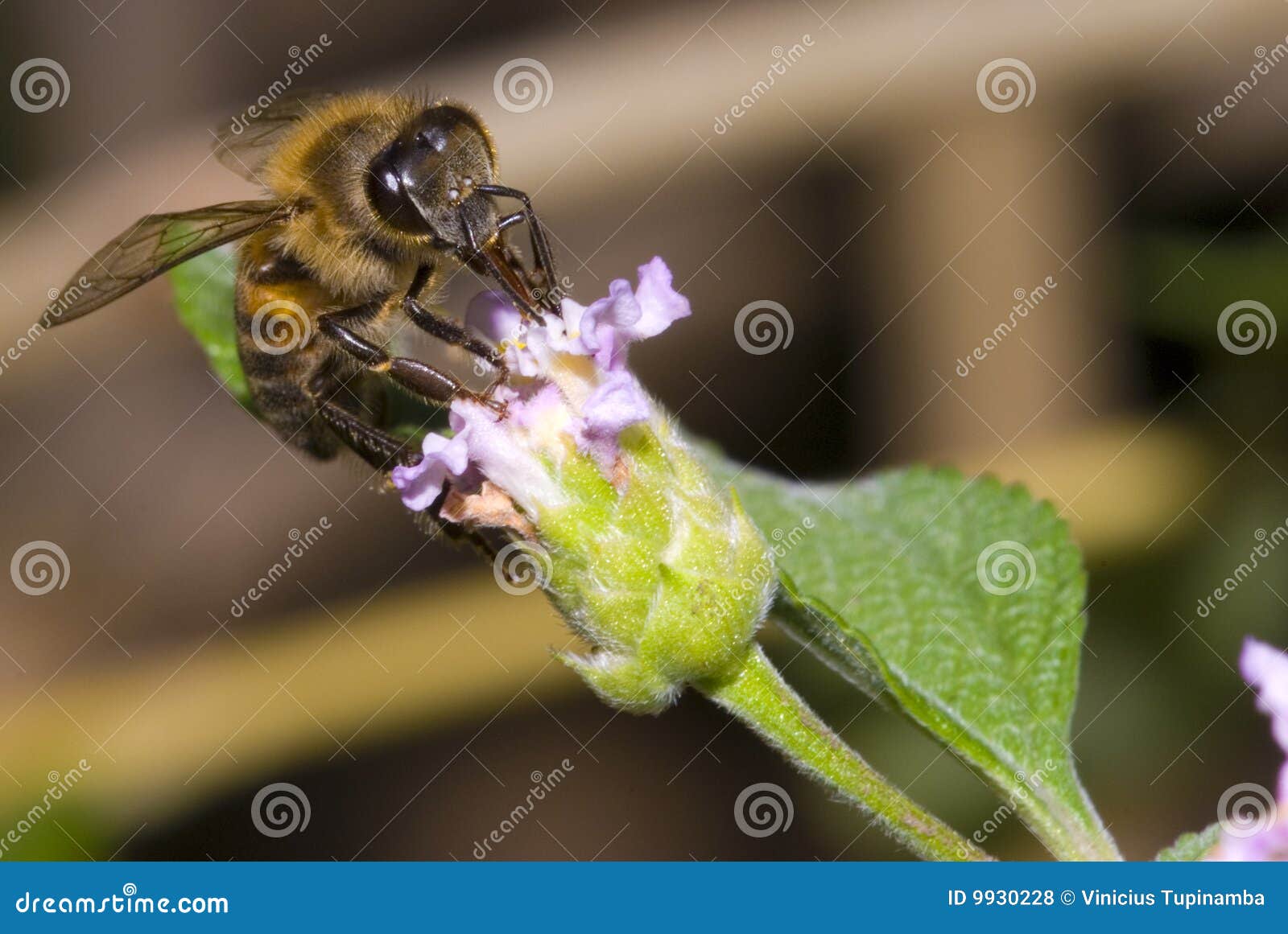 Biene auf Blume stockfoto. Bild von nektar, tier, nave - 9930228