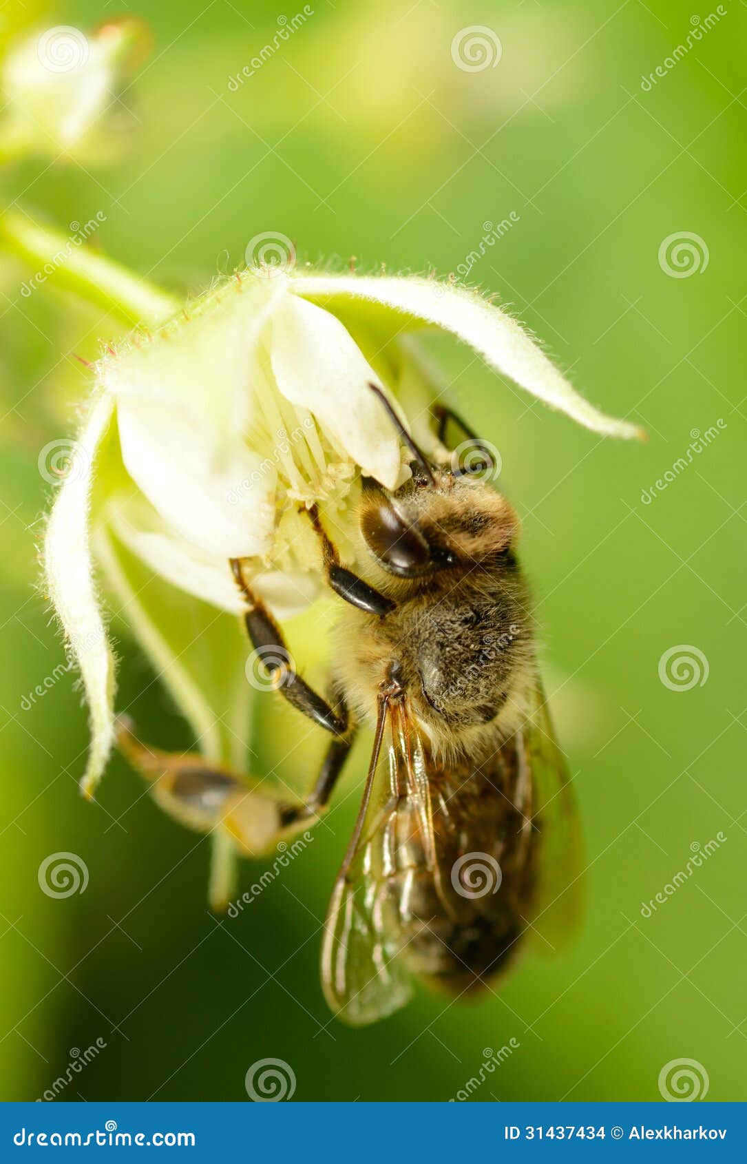 Biene Auf Blume Der Himbeere Stockfoto - Bild von sammeln, nahaufnahme ...