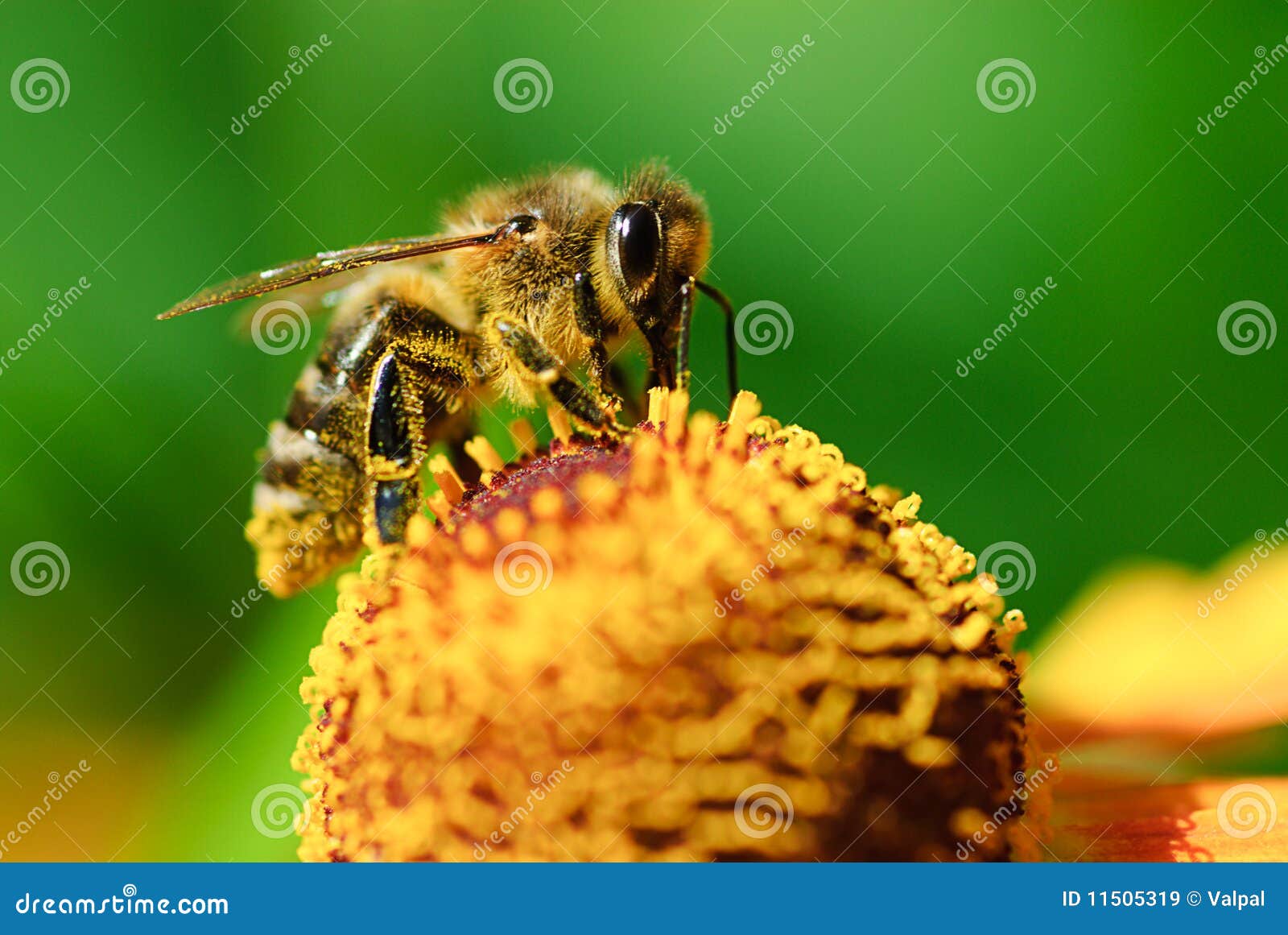 Biene Auf Blume Montiert Nektar Stockbild - Bild von rosa, blumenblatt ...