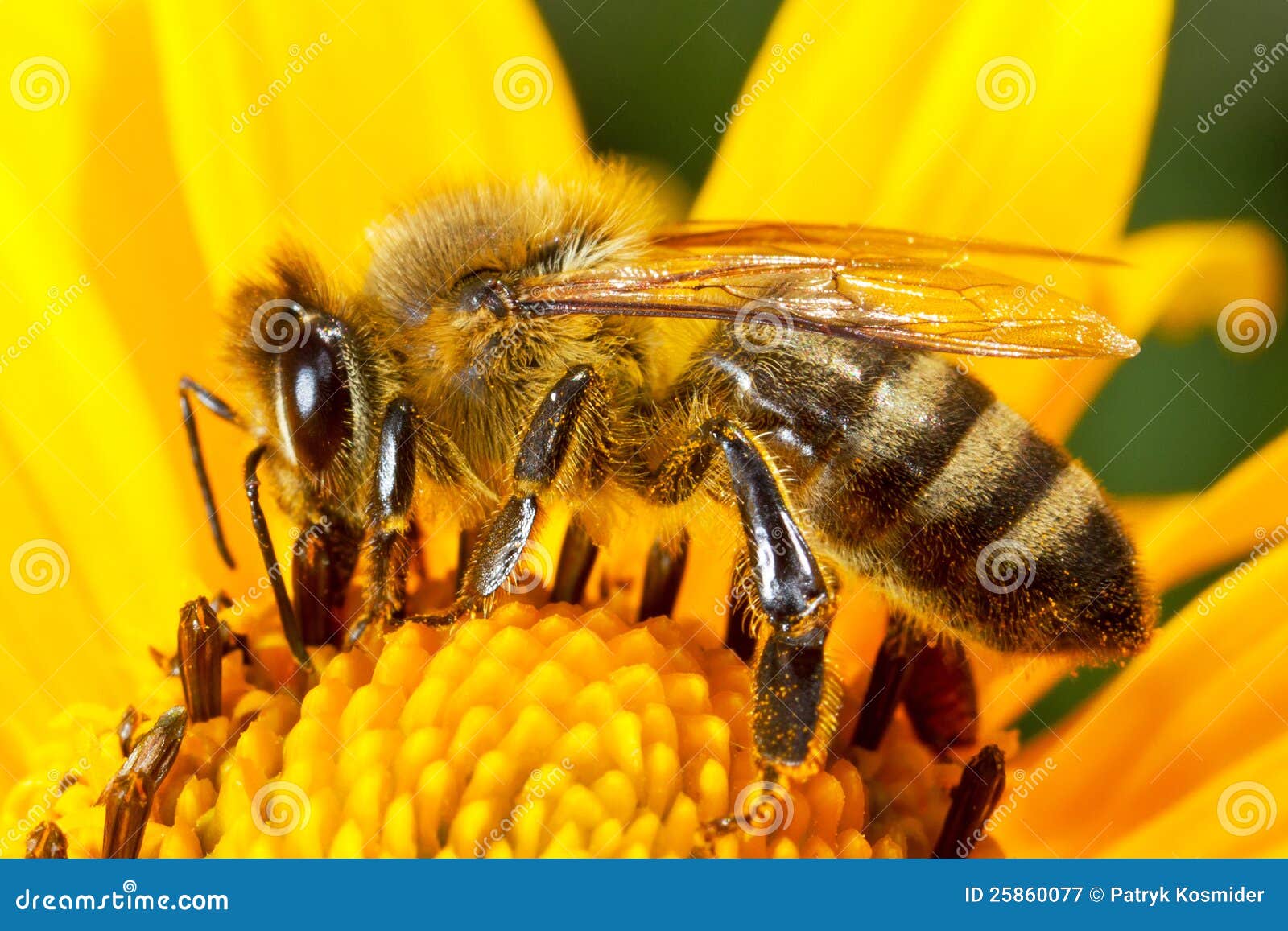 Biene auf der Blume stockbild. Bild von wildnis, porträt - 25860077