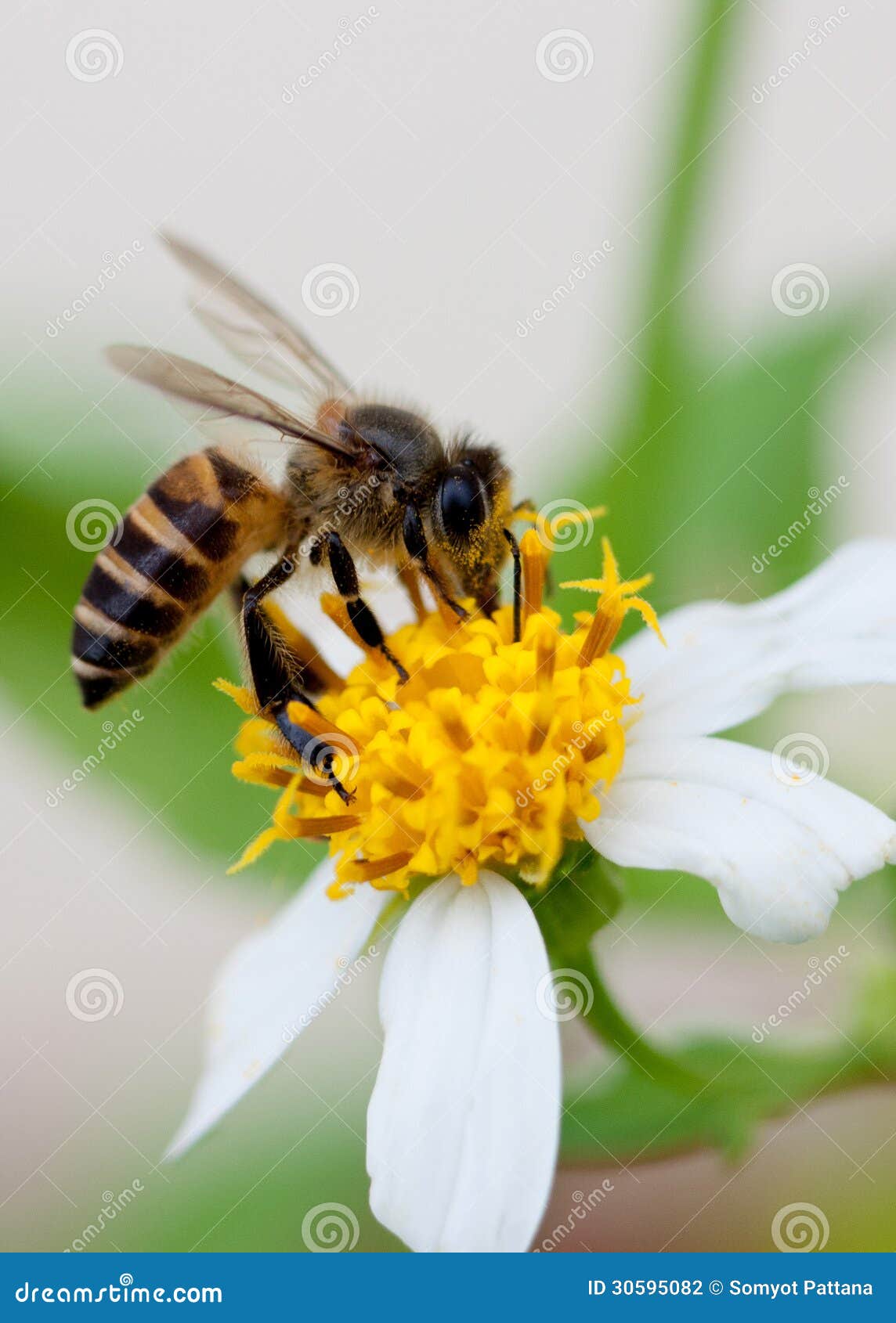 Biene auf der Blume. stockfoto. Bild von blütenstaub - 30595082