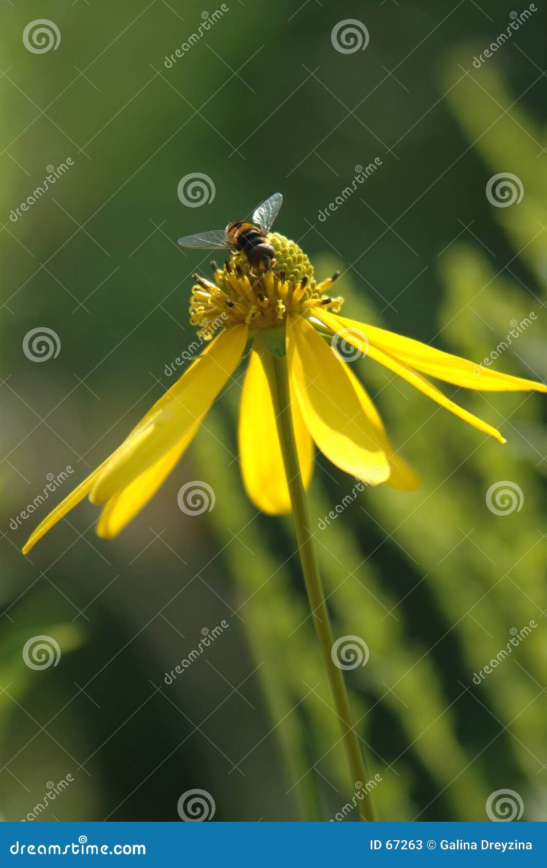 Biene auf der Blume stockbild. Bild von bienen, sommer, insekt - 67263