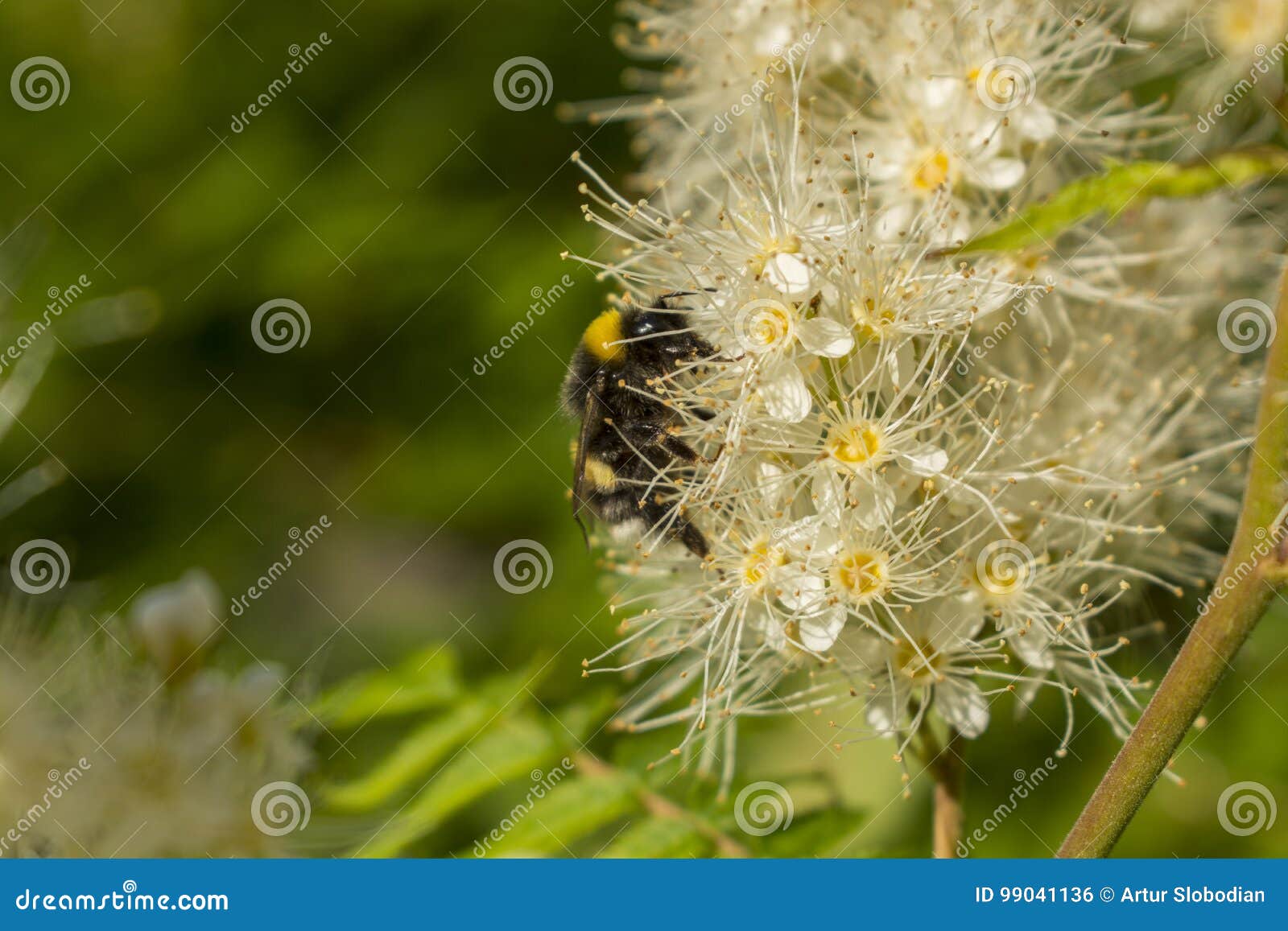 Biene auf der Linde stockfoto. Bild von blume, grün, hintergrund - 99041136