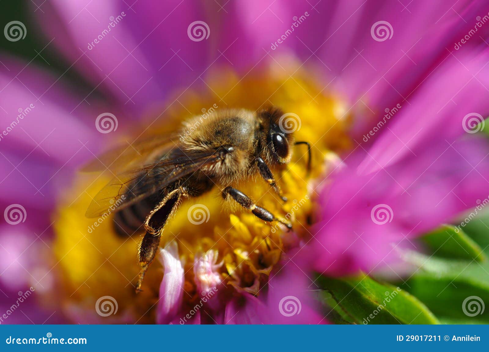 Biene auf einer Blume stockbild. Bild von leben, sonderkommando - 29017211