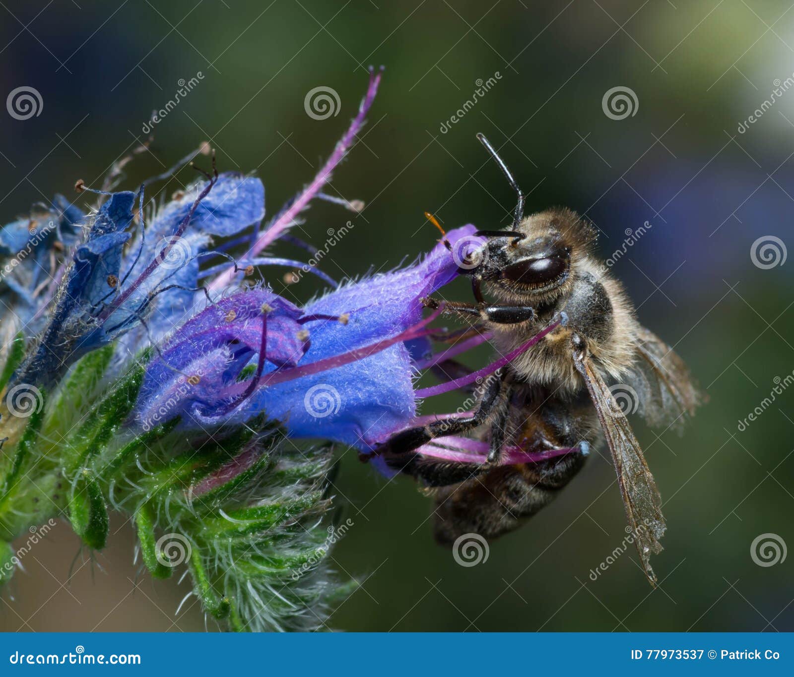 Biene auf einer Blume stockbild. Bild von makro, flügel - 77973537