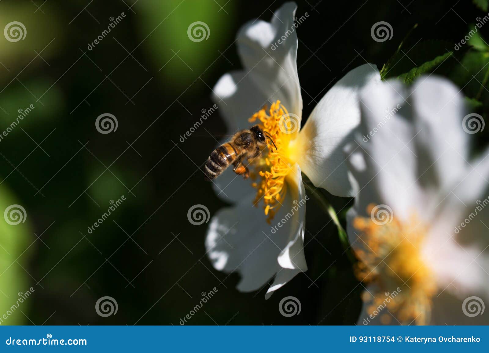 Biene Auf Einer Blume Biene Auf Einer Blume Eines Whiteflower Stockfoto ...