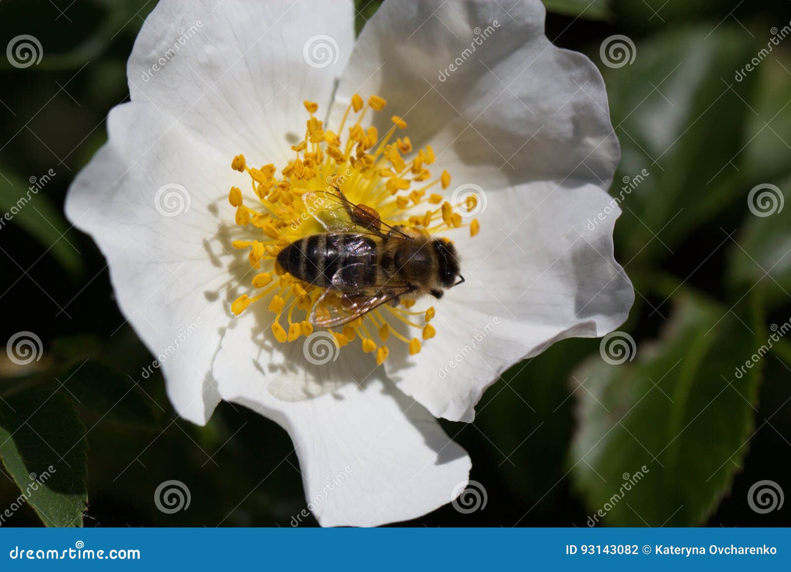 Biene Auf Einer Blume Biene Auf Einer Blume Eines Whiteflower Stockfoto ...