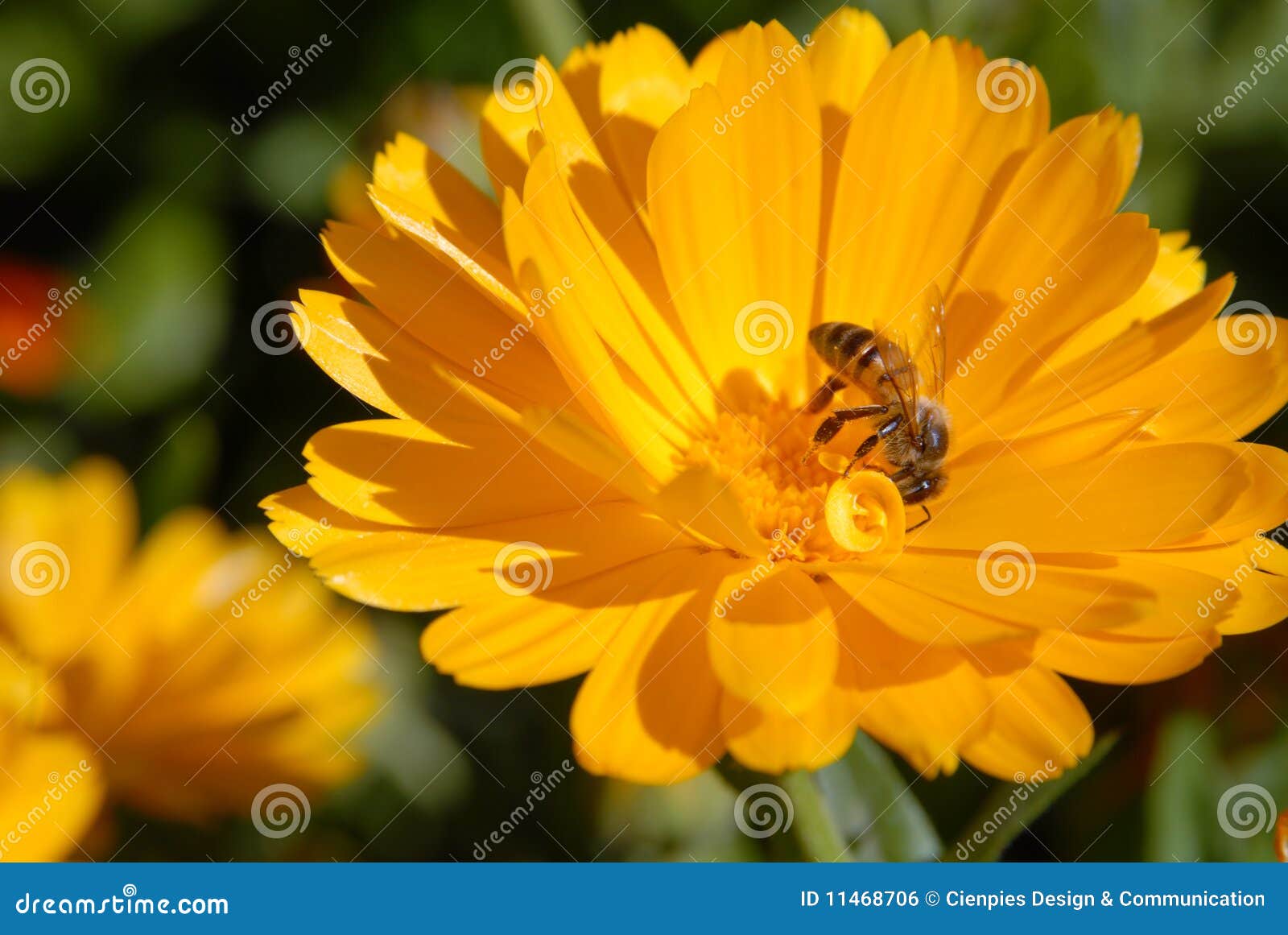 Biene Auf Einer Gelben Blume Stockfoto - Bild von insekt, flügel: 11468706