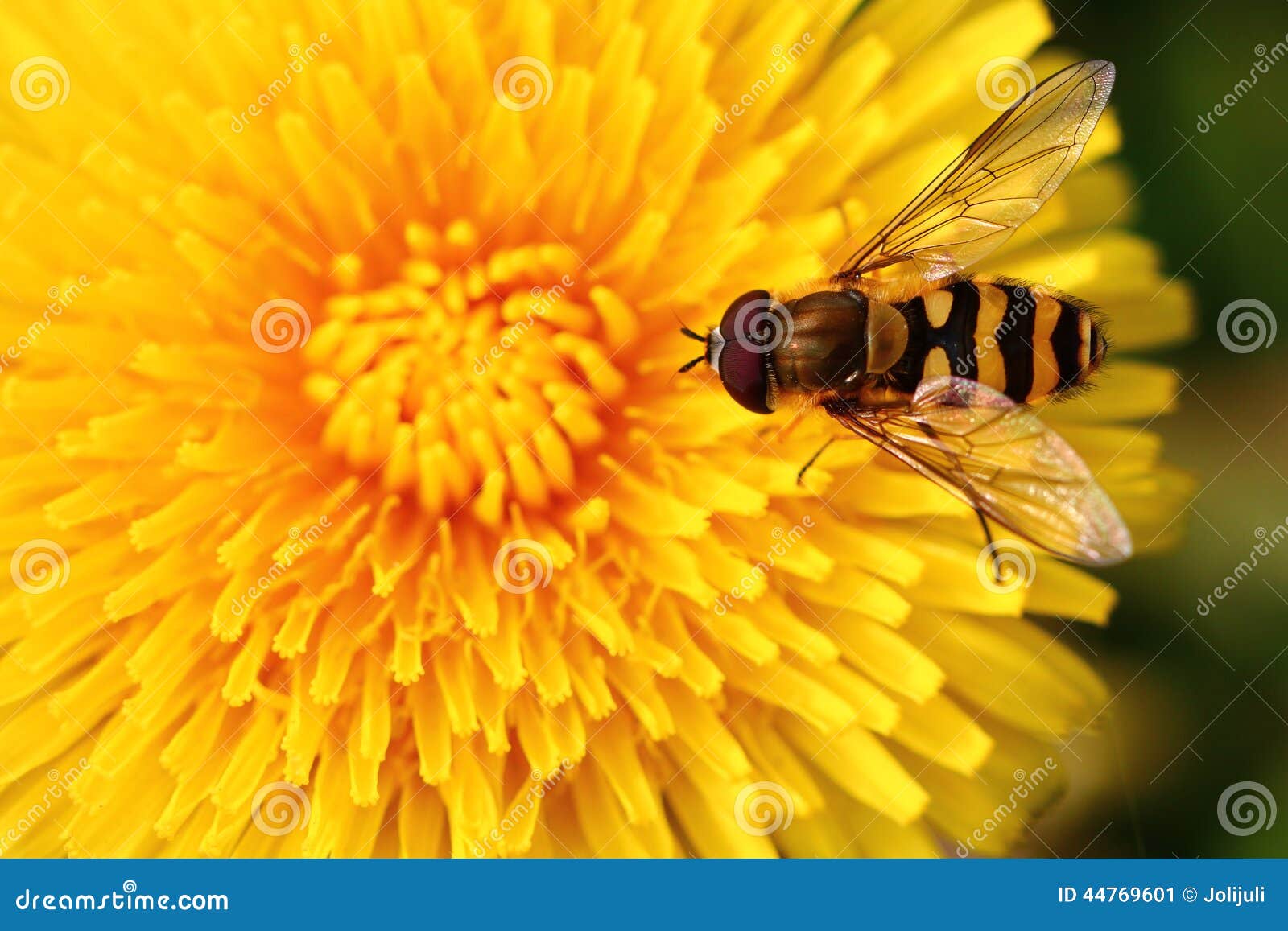 Biene auf gelber Blume stockbild. Bild von zeilen, blüte - 44769601