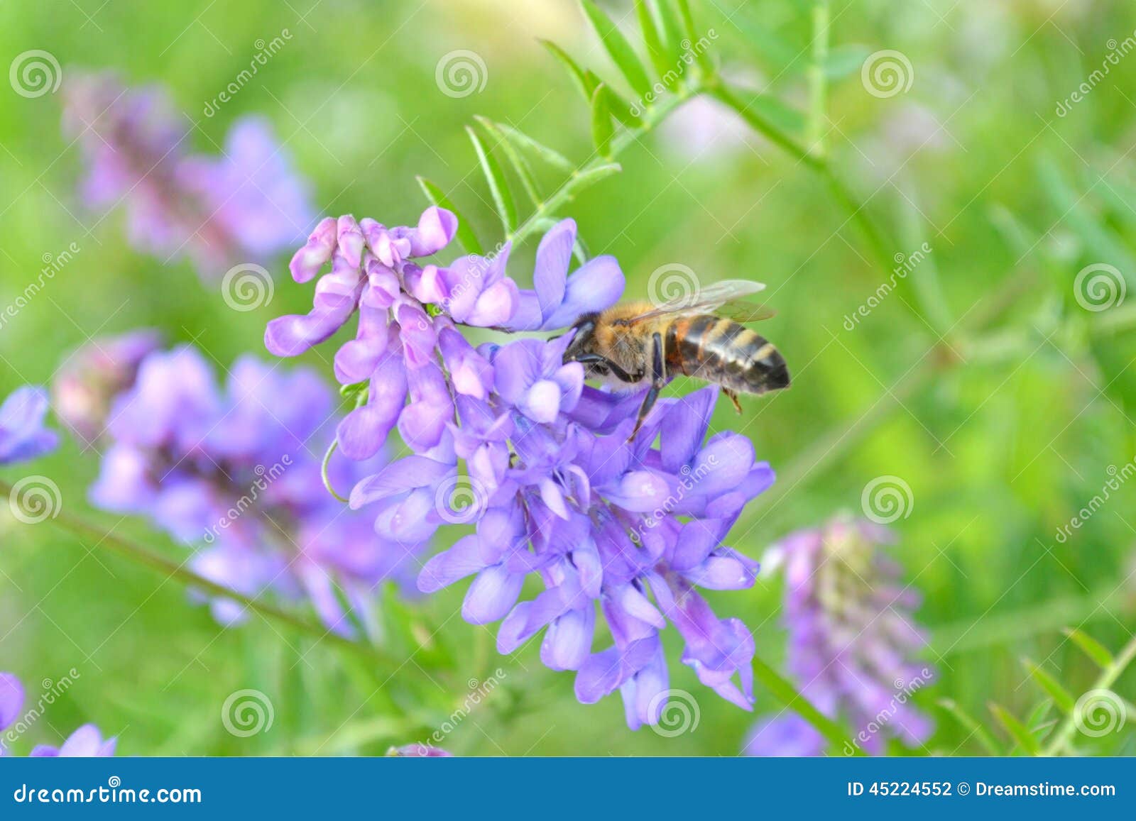 Biene Auf Purpurroter Blume Stockfoto - Bild von wild, biene: 45224552