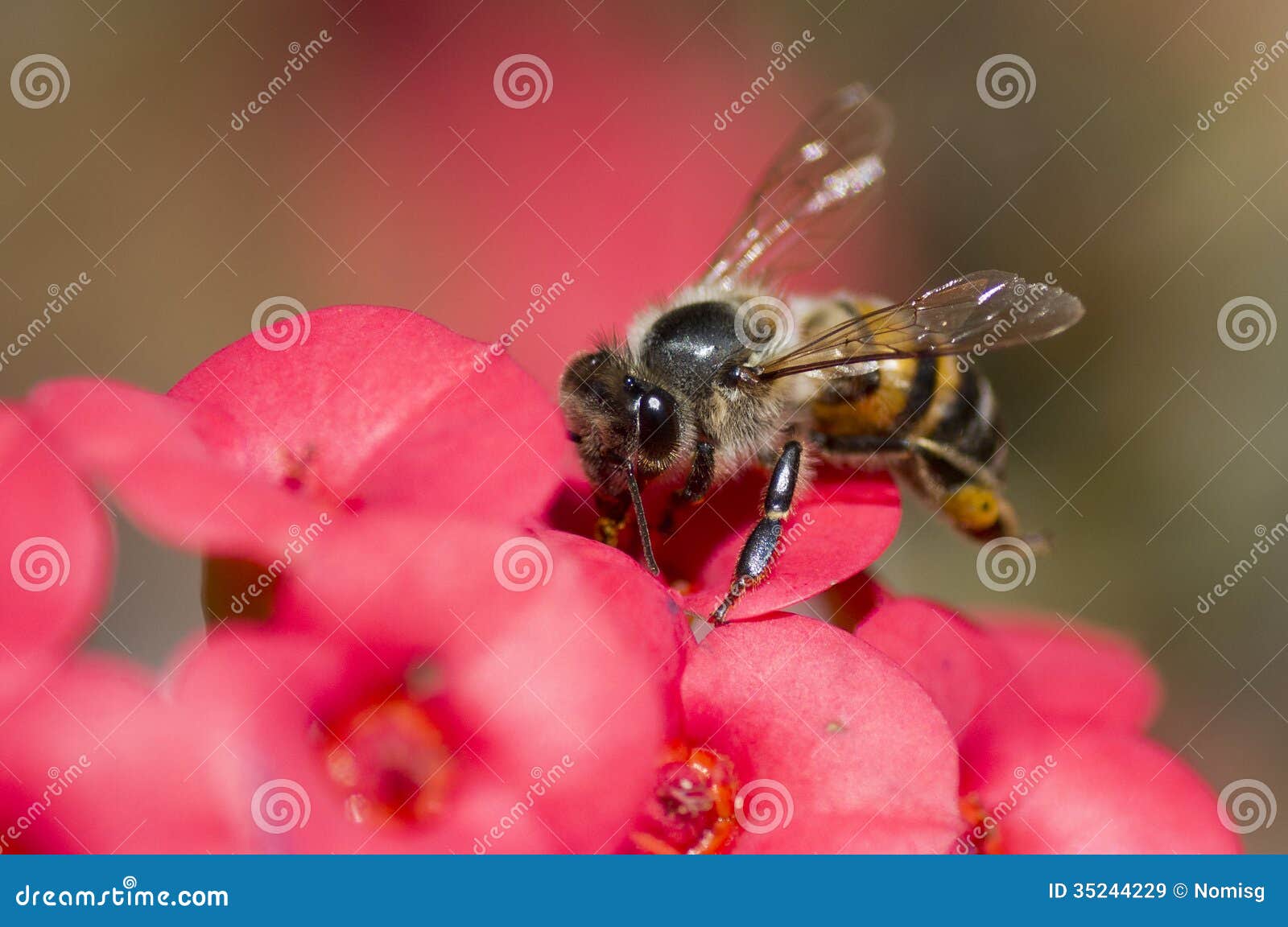 Biene auf roter Blume stockbild. Bild von makro, führen - 35244229