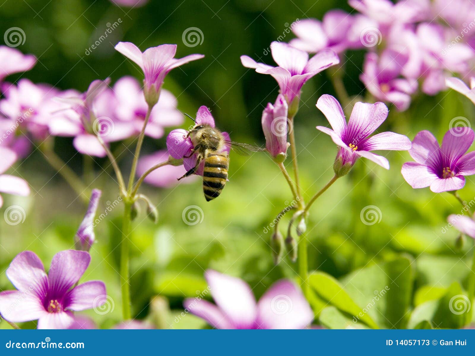 Biene In Der Blume Bild. Bild: 14057173