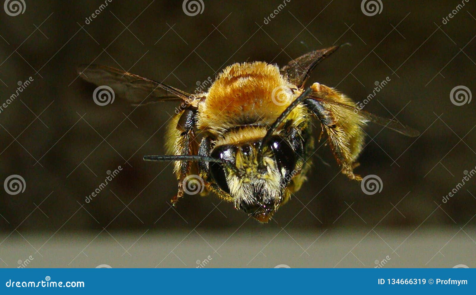 Biene | Nah oben stockbild. Bild von insekt, bestäubung - 134666319
