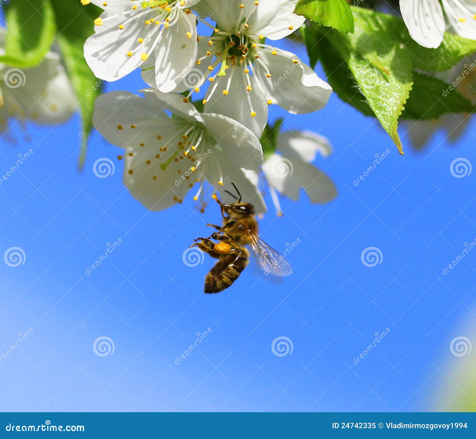 Biene und Blume stockbild. Bild von frühling, insekt - 24742335