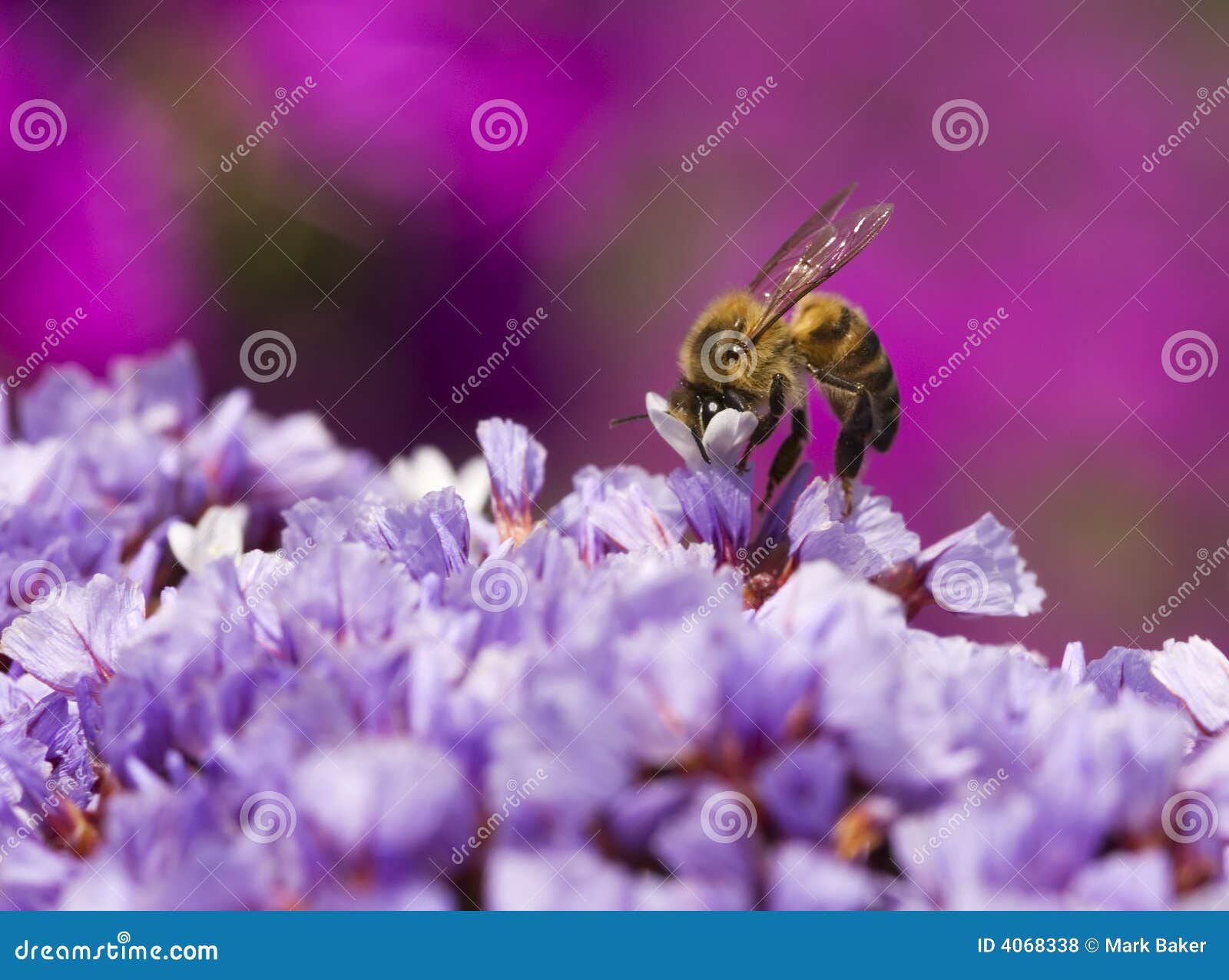 Biene und Blumen stockfoto. Bild von biene, südlich, honig - 4068338